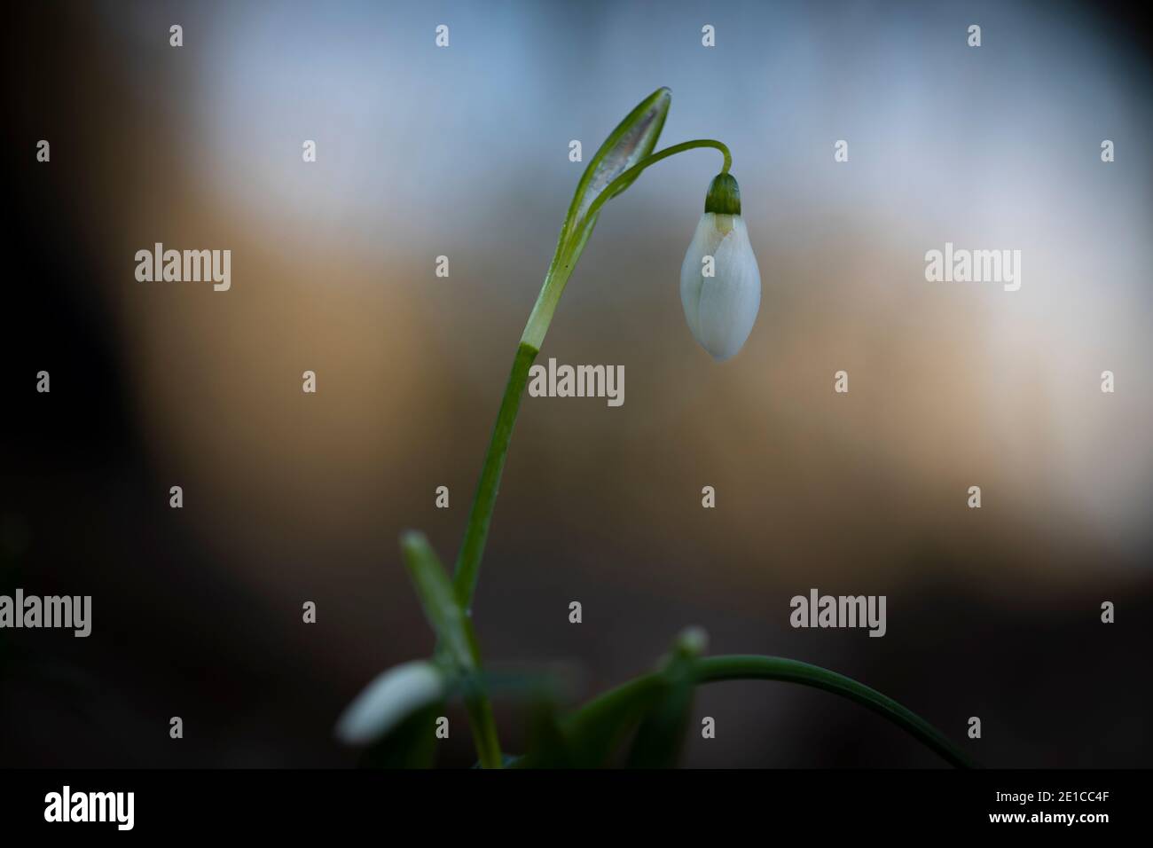 Snowdrop (Galanthus nivalis Stock Photo - Alamy