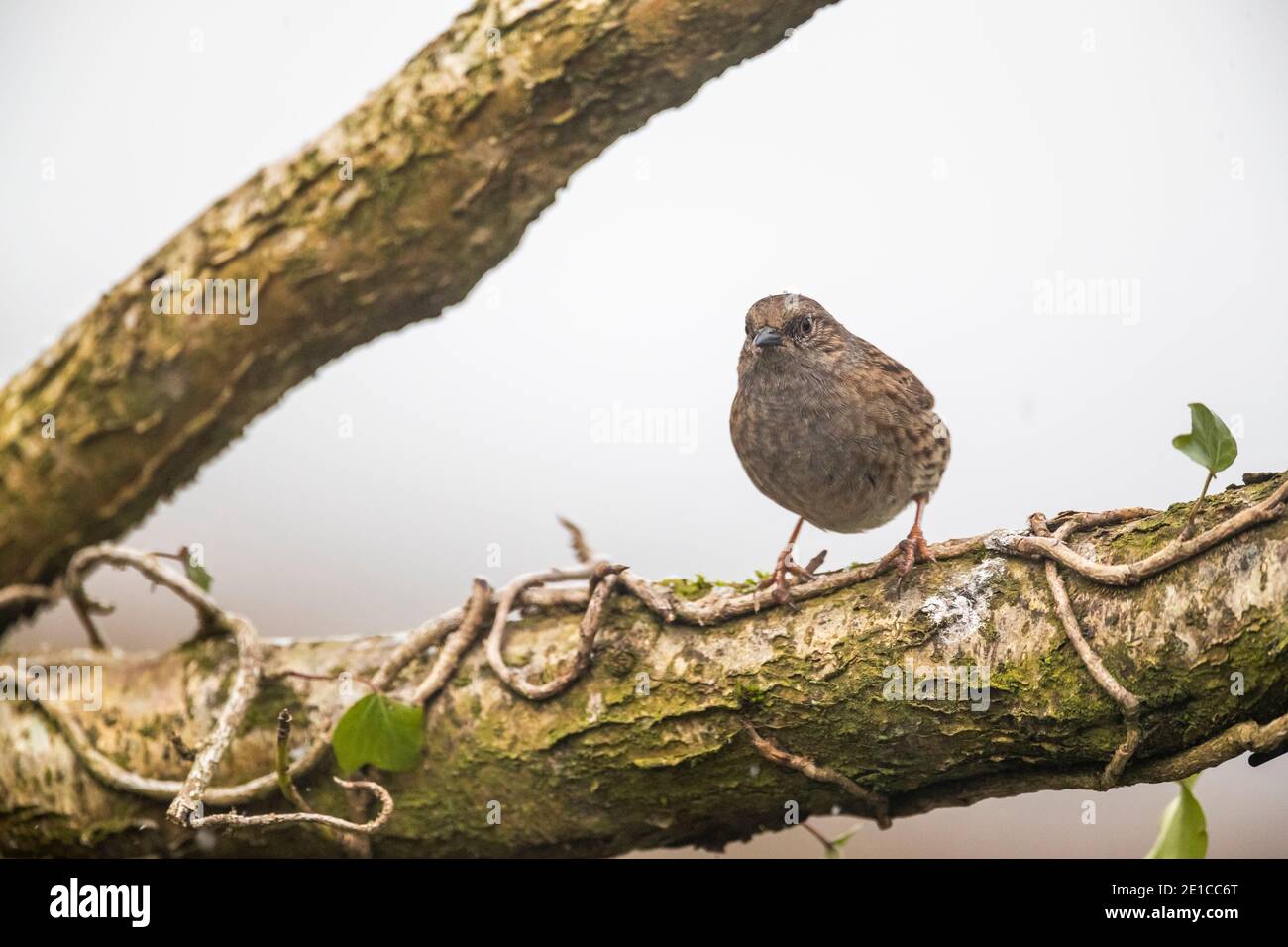 Dunnock. Birdwatching, Rose Cottage Wildlife Garden Stock Photo - Alamy