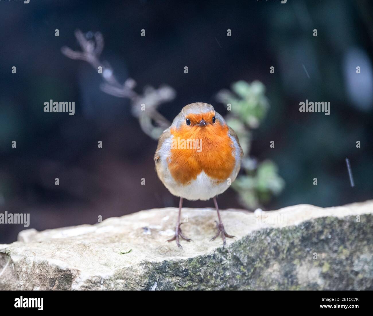Robin in the snow. Winter birdwatching, Rose Cottage Wildlife Garden ...