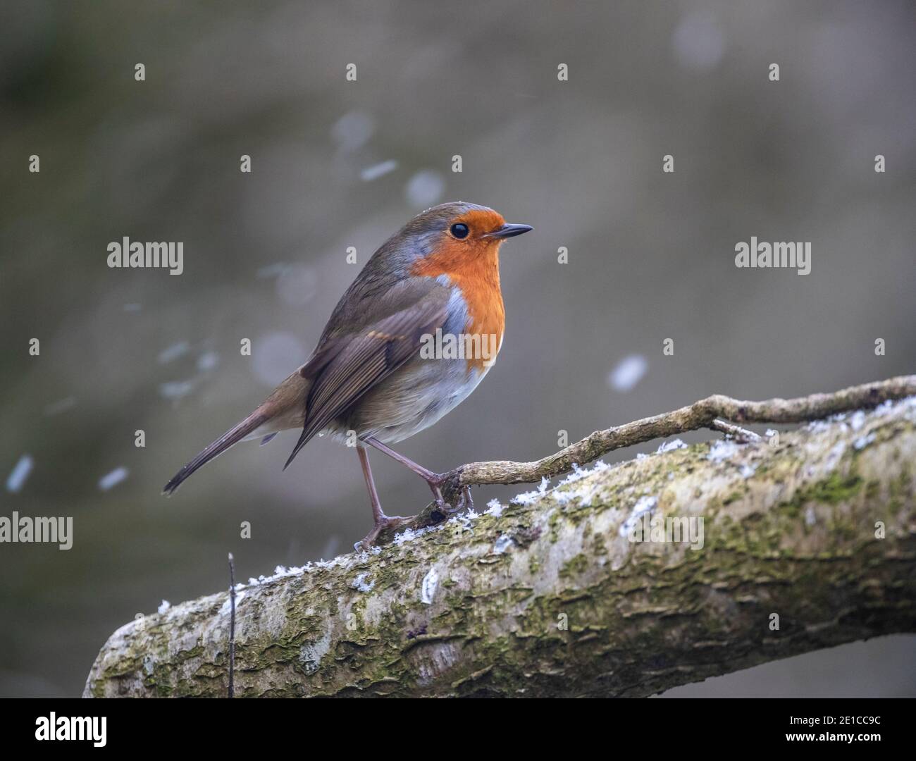 Victorian robin winter hi-res stock photography and images - Alamy