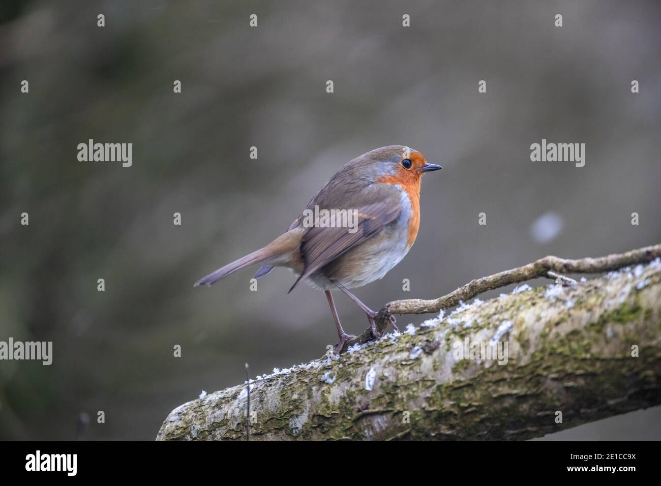 Victorian robin winter hi-res stock photography and images - Alamy