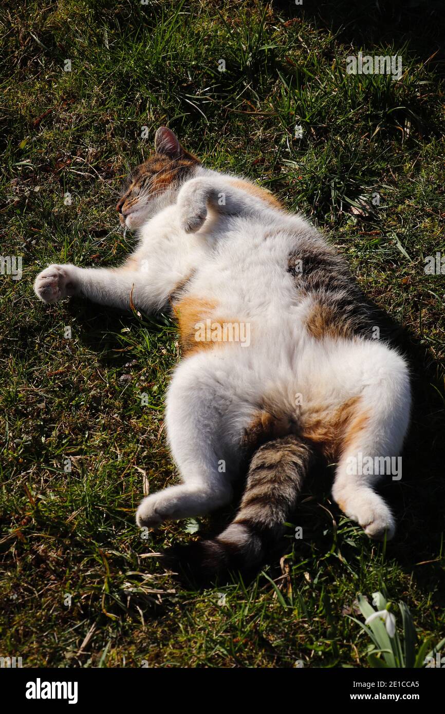 Cat lies on his back and stretches his limbs. Feline practices yoga and ...