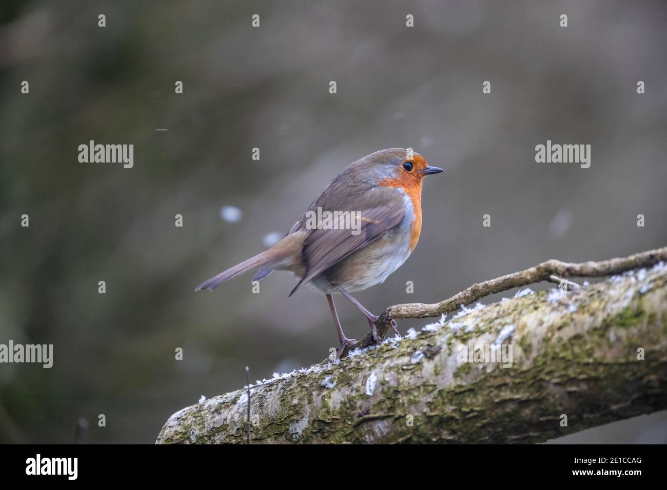 Robin in the snow. Winter birdwatching, Rose Cottage Wildlife Garden ...