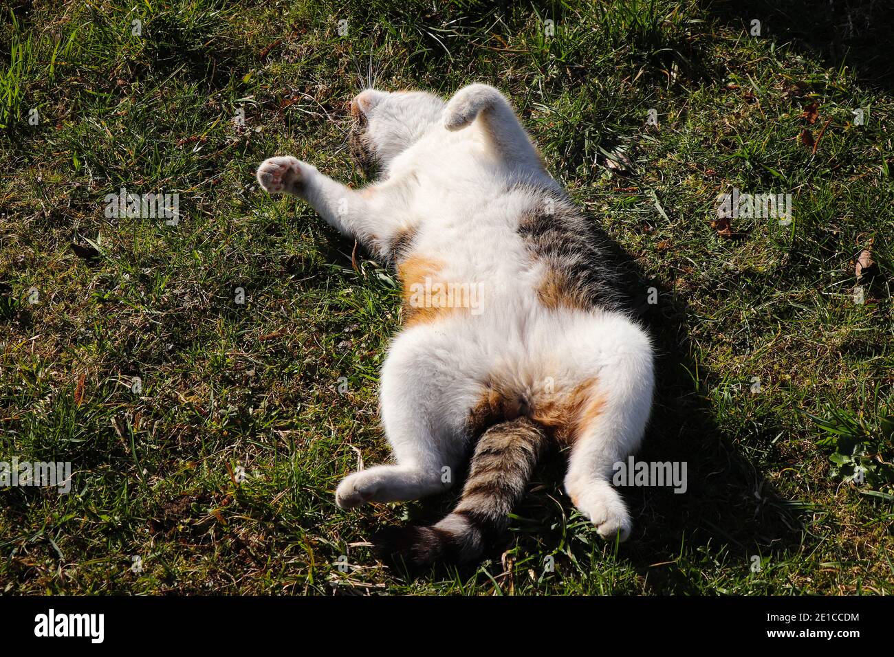 Young domestic cat lying in a smiling position on the grass and warming ...