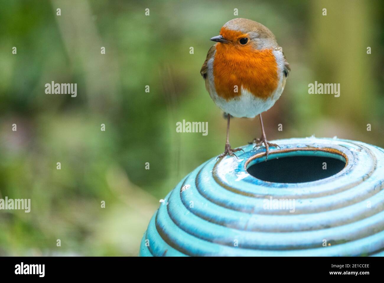 Robin on a garden pot. Birdwatching, Rose Cottage Wildlife Garden Stock ...