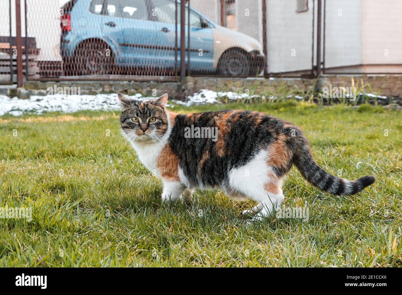 view of a divorced domestic cat playing with a piece of snow. Naughty ...