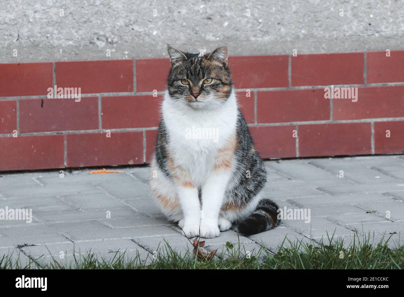 Cat Posture Muscles Nick And Muscles, The Field Cat | This Post Is For