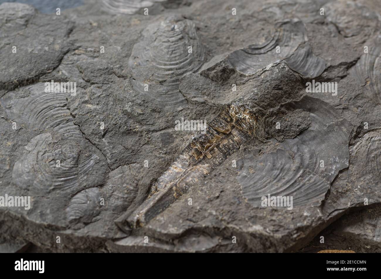 Belemnites High Resolution Stock Photography and Images - Alamy