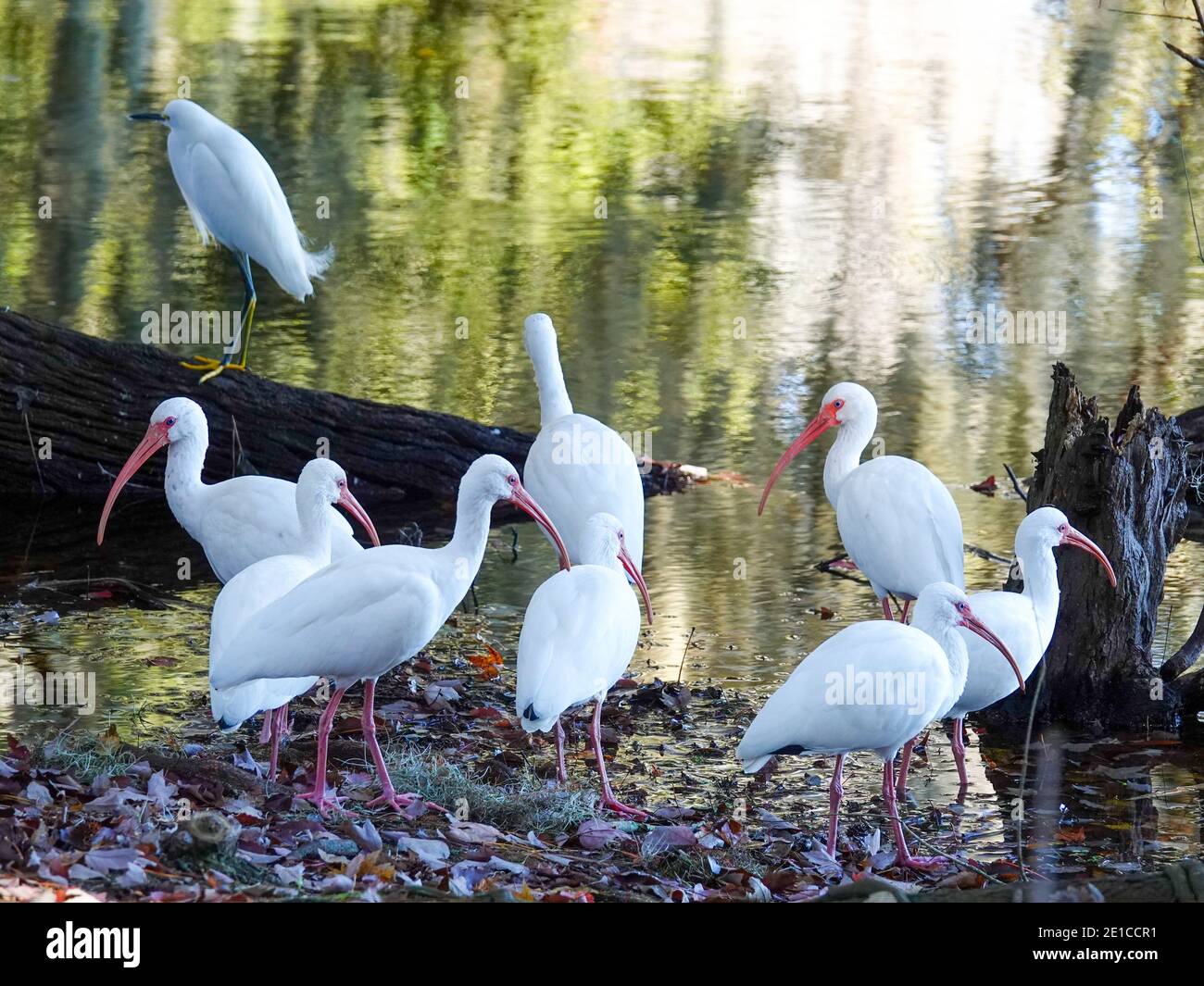 Flock ibis hi-res stock photography and images - Alamy