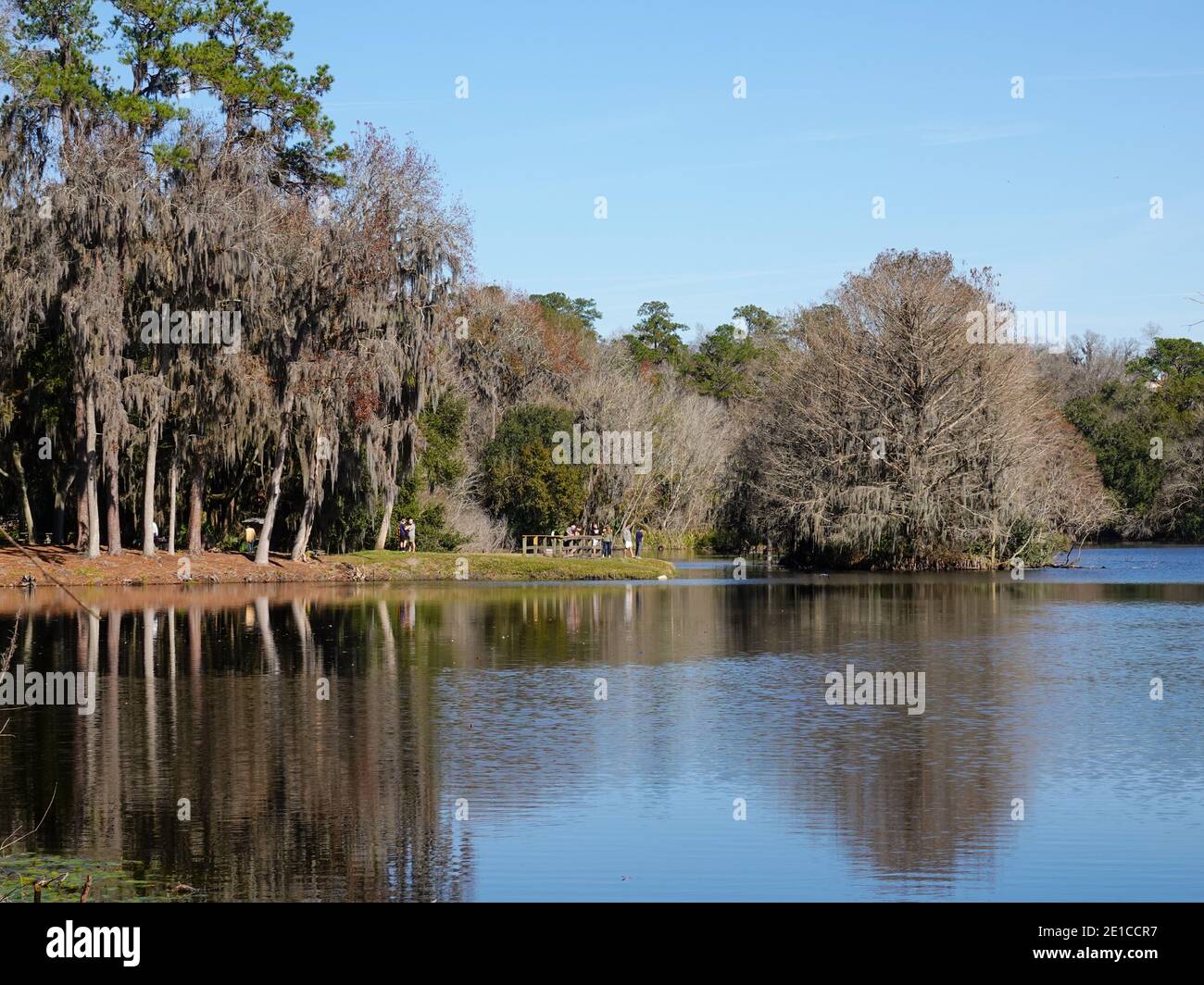 People enjoying the outdoors at Lake Alice on the University of Florida ...