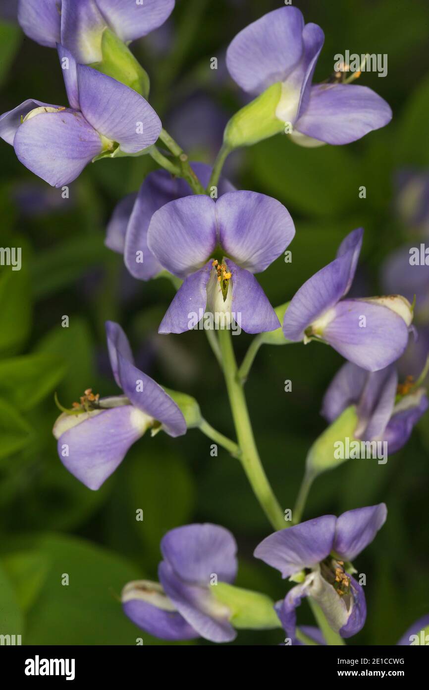 False Indigo Flowers High Resolution Stock Photography and Images - Alamy
