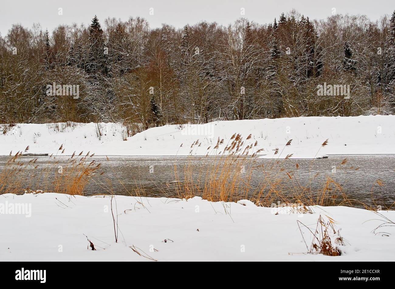 Winter landscape. The common reed grows on the river bank Stock Photo ...