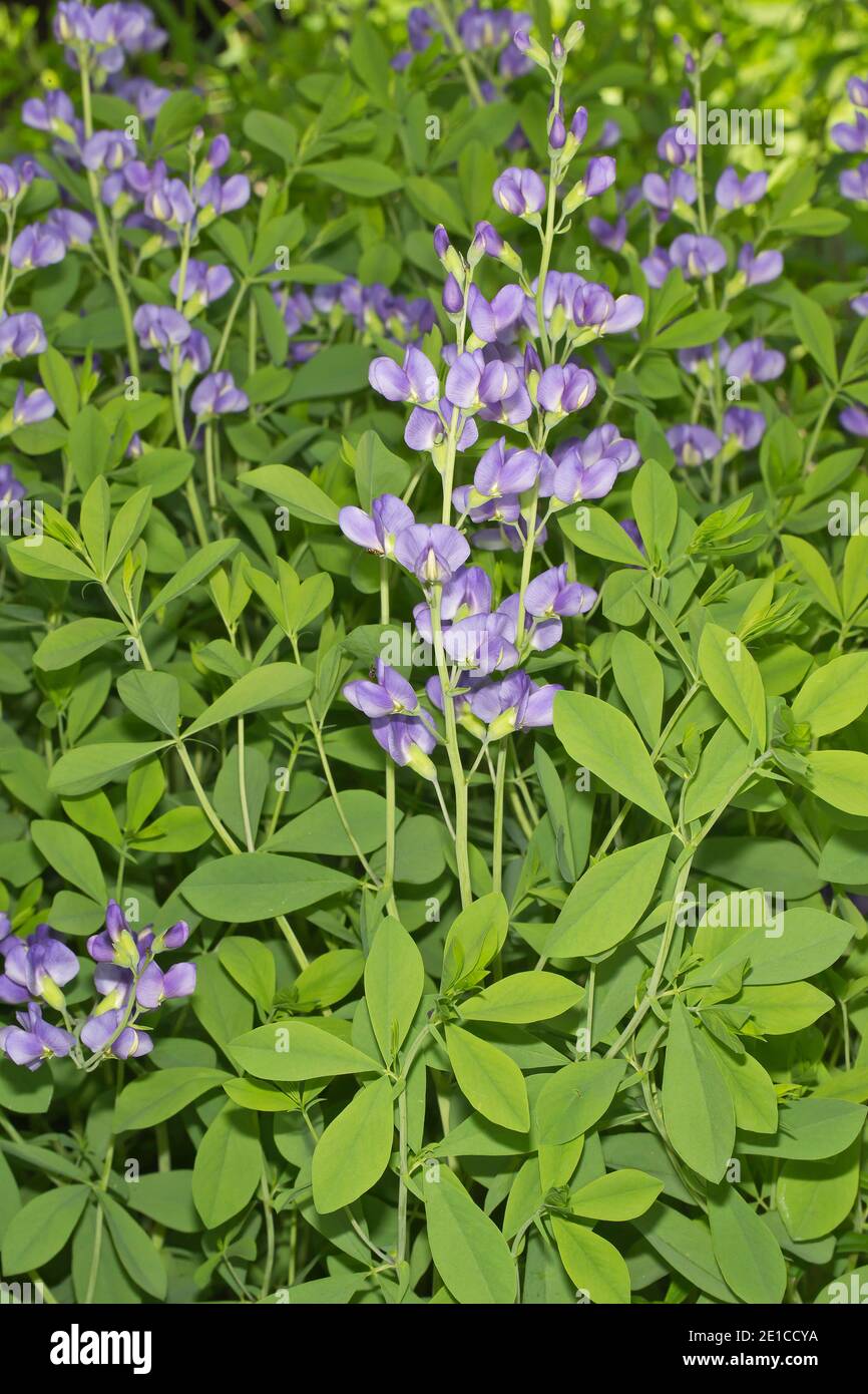 False Indigo Flowers High Resolution Stock Photography and Images - Alamy
