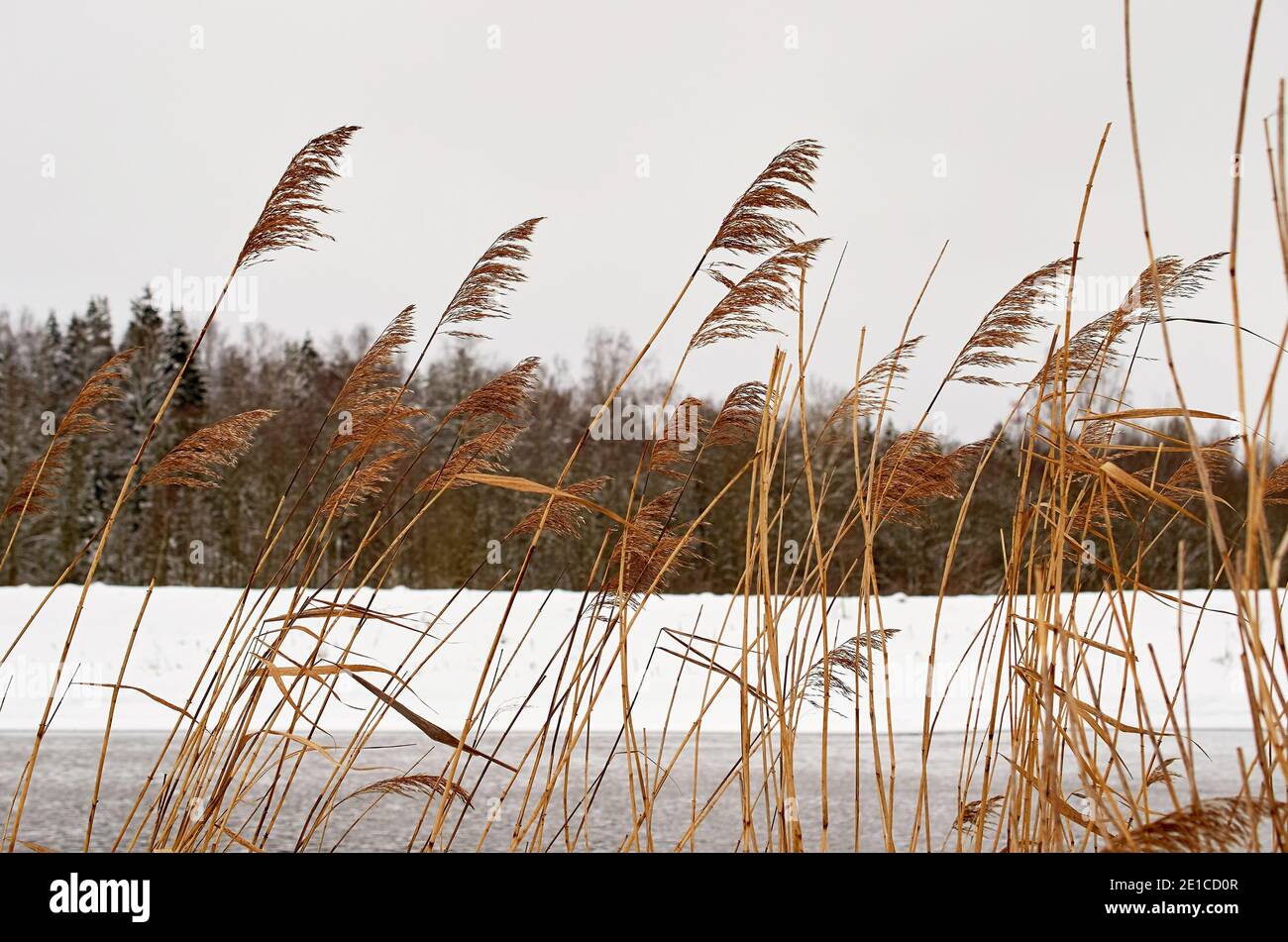 Winter landscape. The common reed grows on the river bank Stock Photo ...