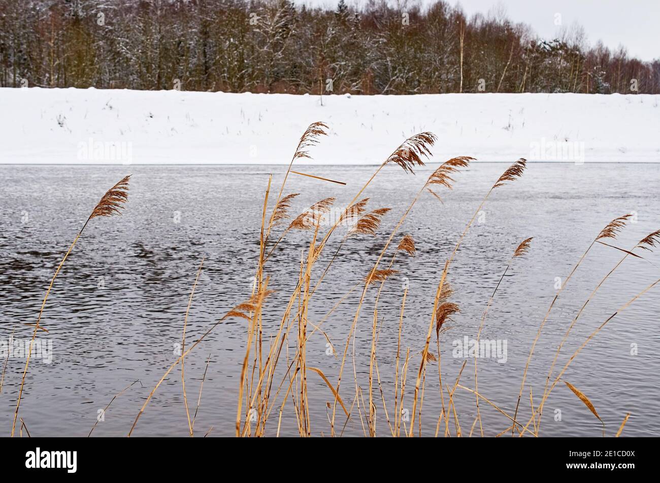 Winter landscape. The common reed grows on the river bank Stock Photo ...