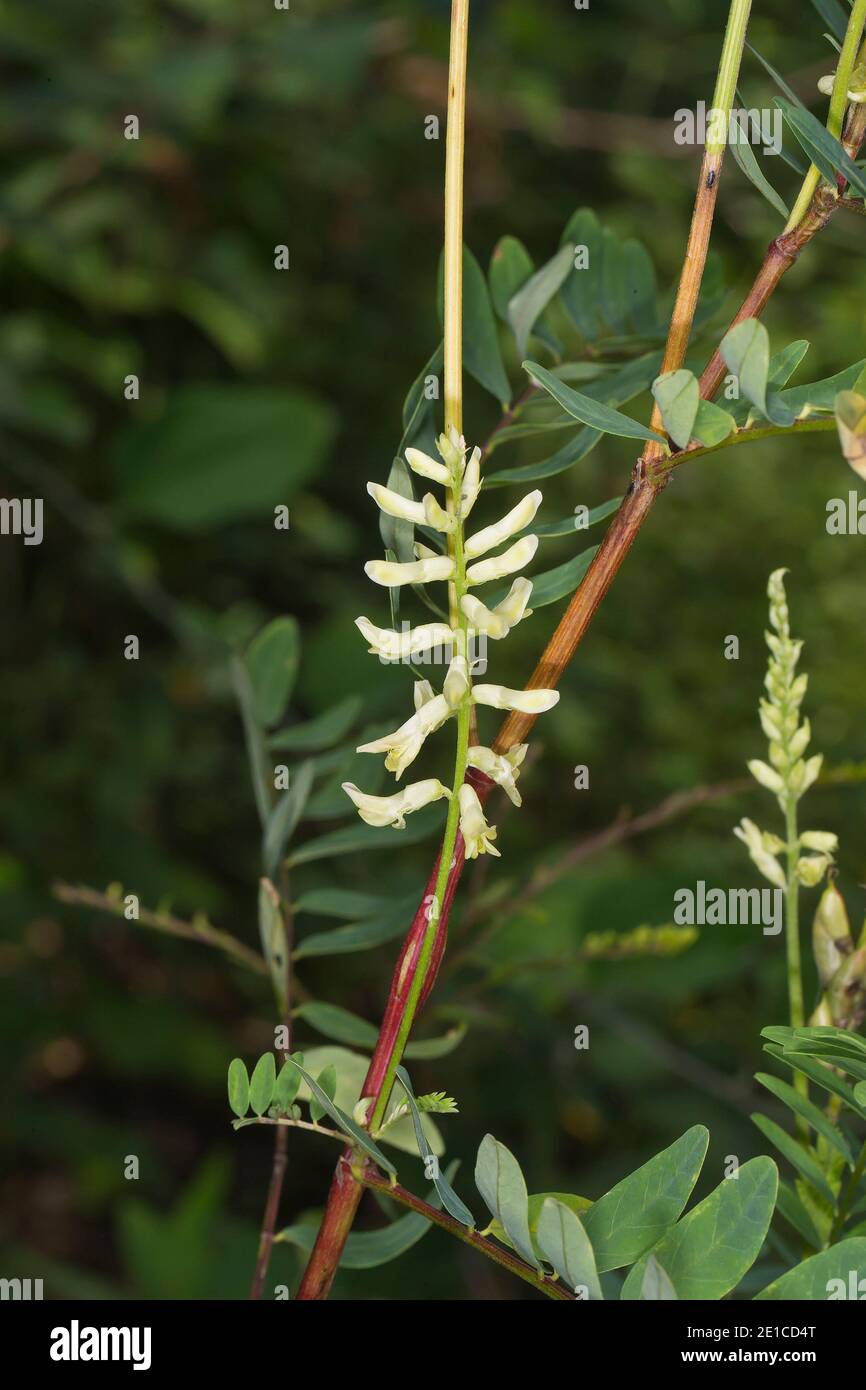 Wildflower Perennials High Resolution Stock Photography and Images - Alamy