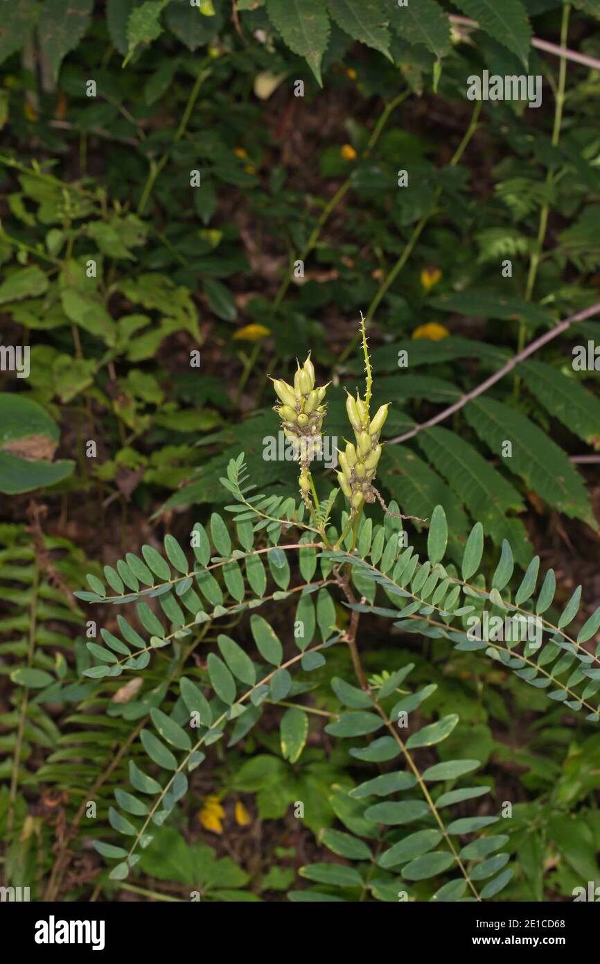 Wildflower Perennials High Resolution Stock Photography and Images - Alamy