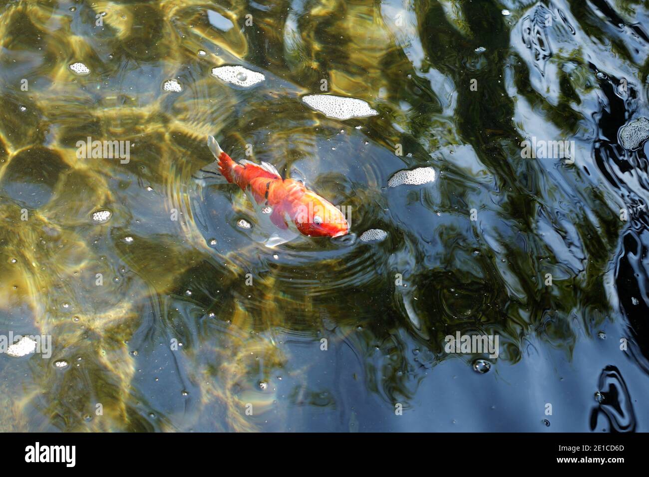 A stained fish was pop up over the water in the pond Stock Photo - Alamy