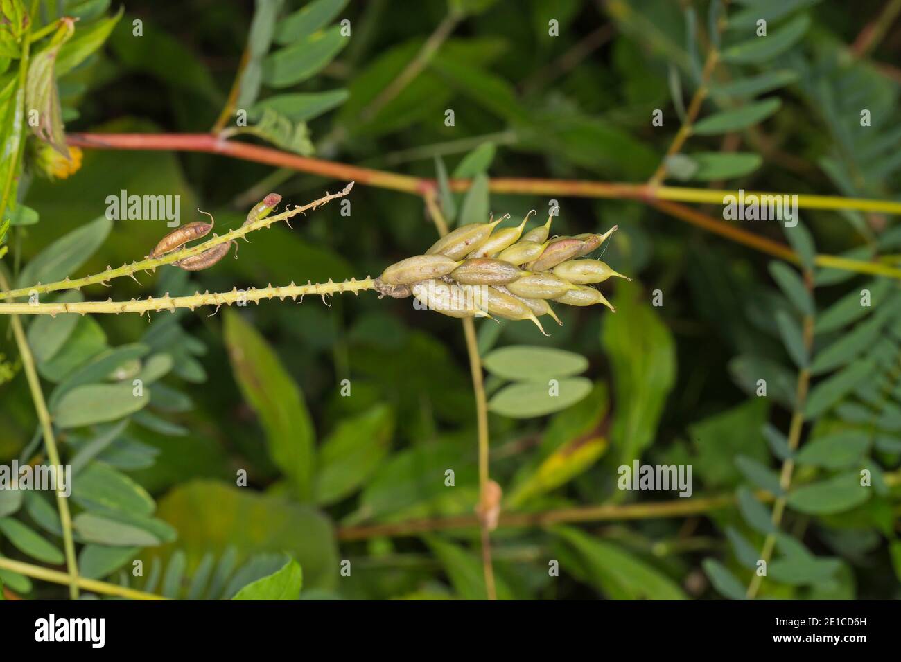 Wildflower Perennials High Resolution Stock Photography and Images - Alamy