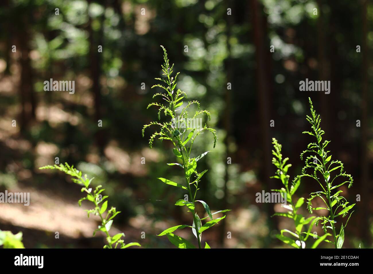 Forest weed hi-res stock photography and images - Alamy