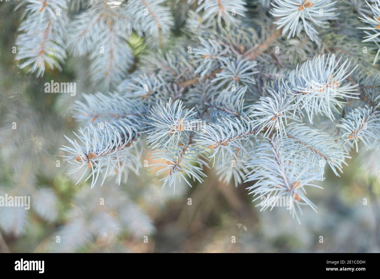 Green twigs pine tree hi-res stock photography and images - Alamy