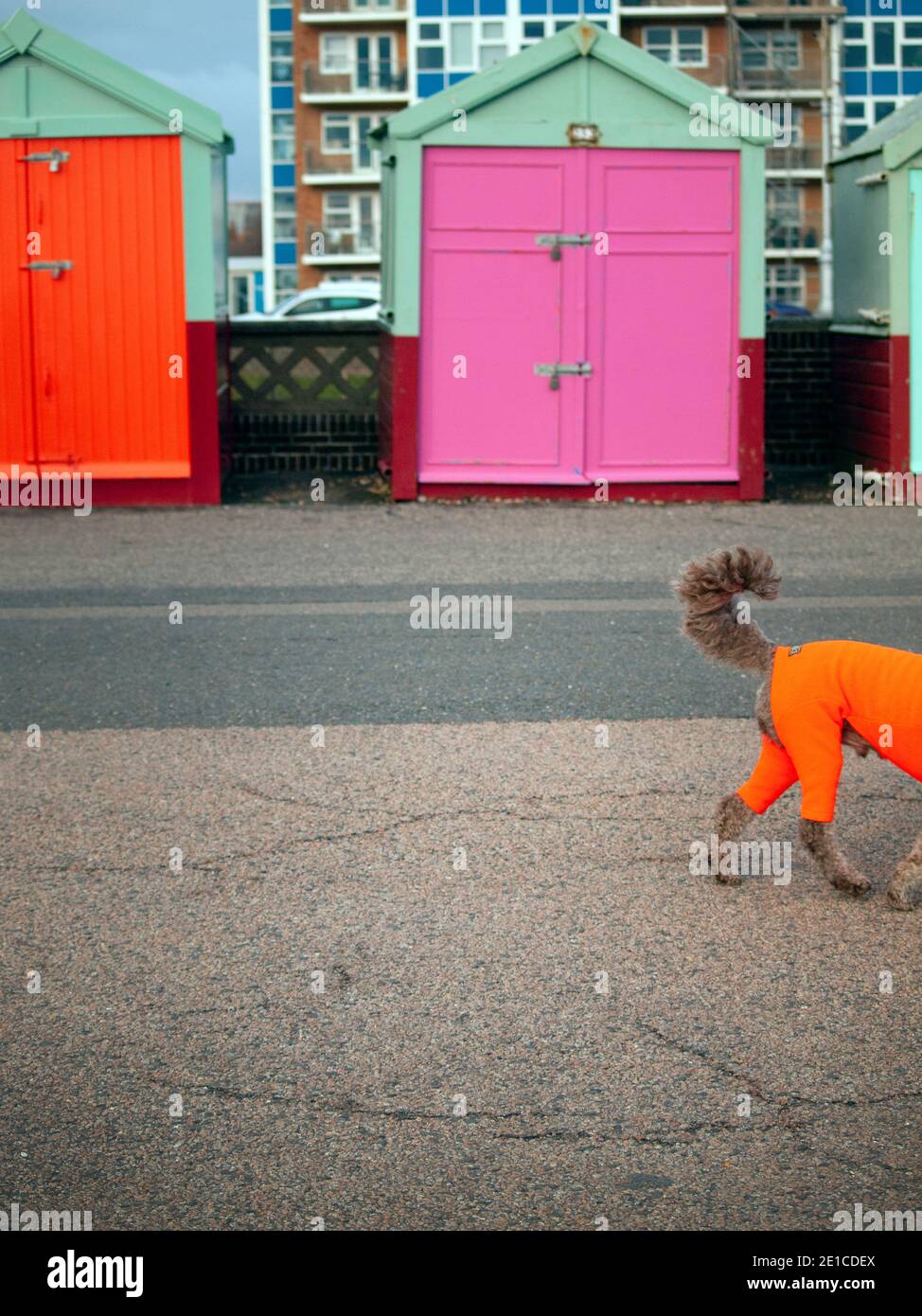 A well wrapped up dog walks along the promenade in Hove, Brighton Stock ...