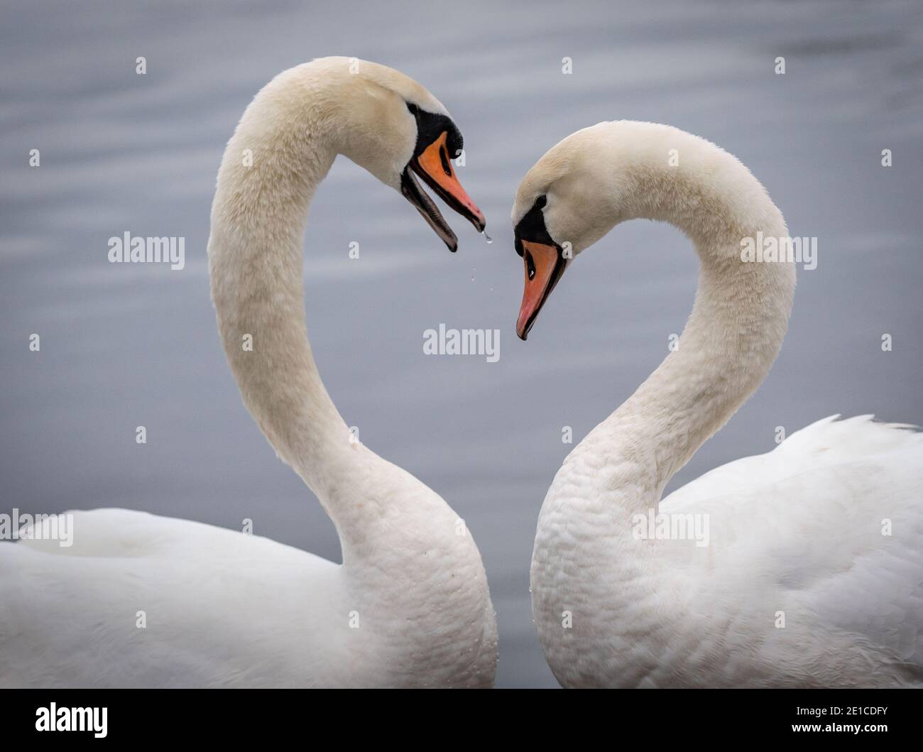 Two duck couples hi-res stock photography and images - Alamy