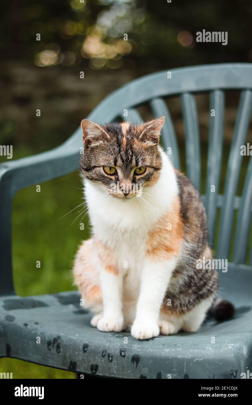 Sad cat sits on a plastic chair and waits for her owners. Felis catus ...