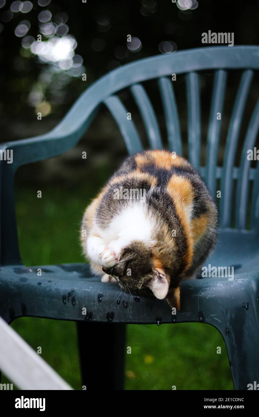 cat cleans its fur from fleas and other garbage. The princess cleans ...