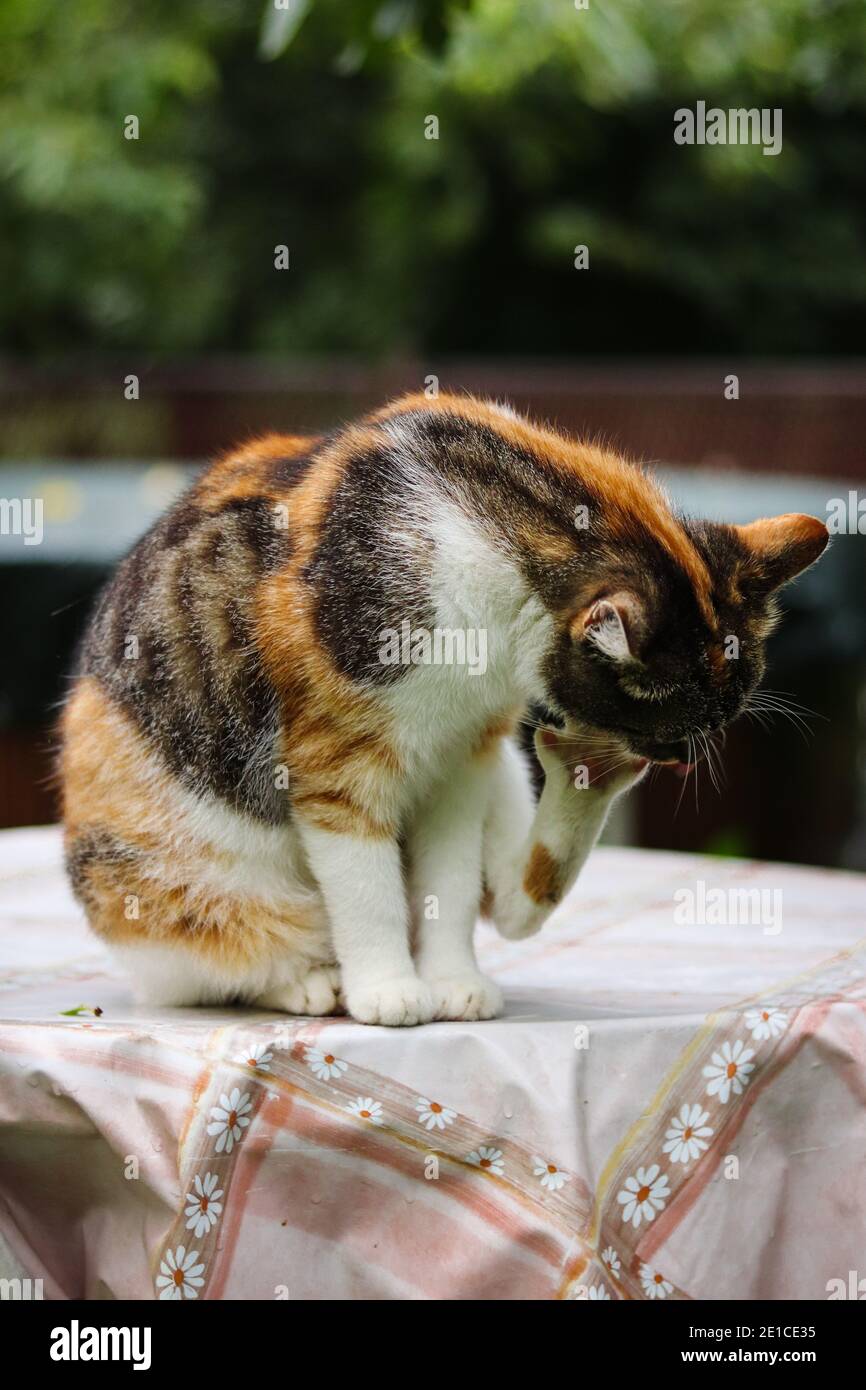 Feline scratches her face with a paw to get all the fleas out of the ...