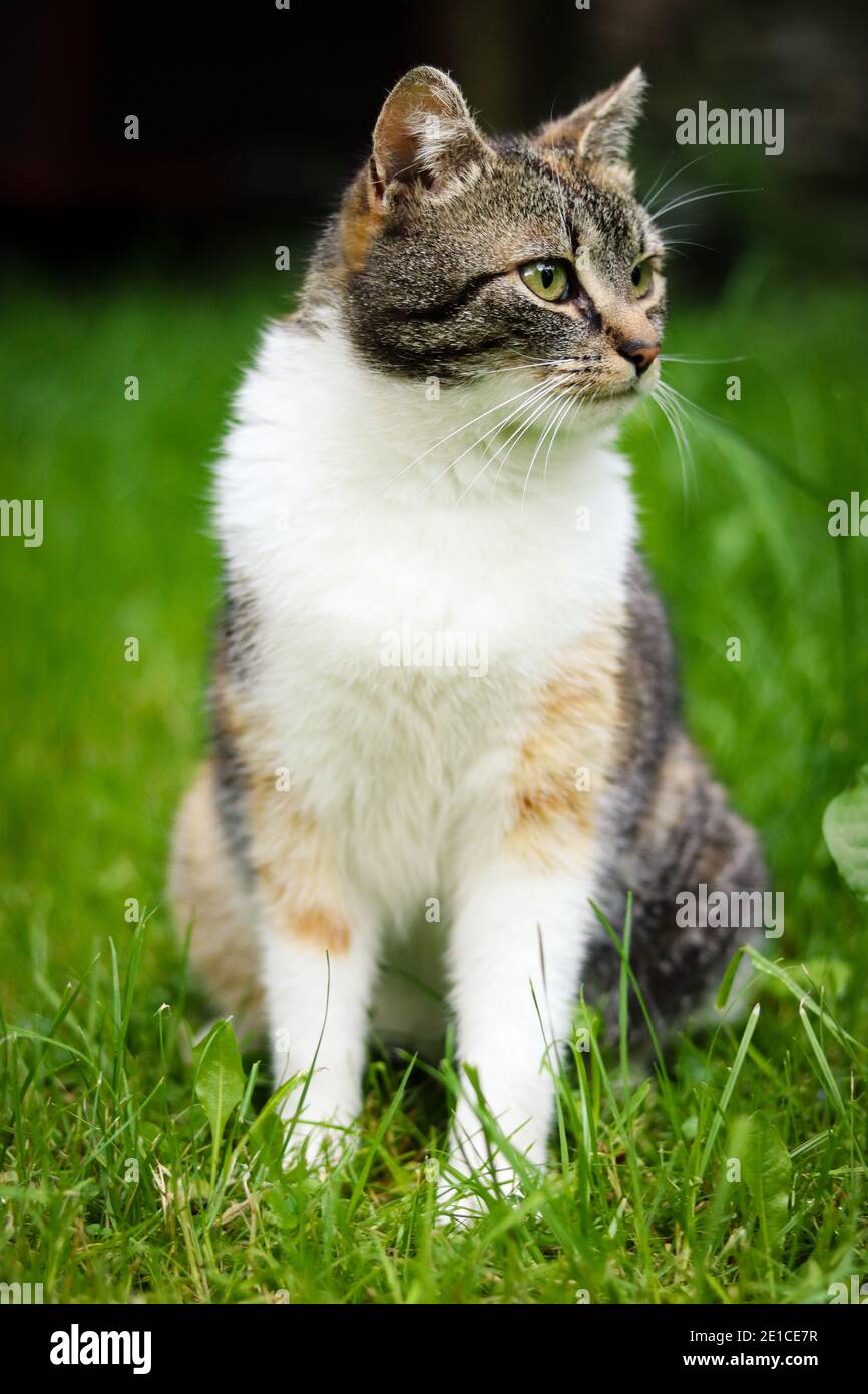 Random cat hi-res stock photography and images - Alamy