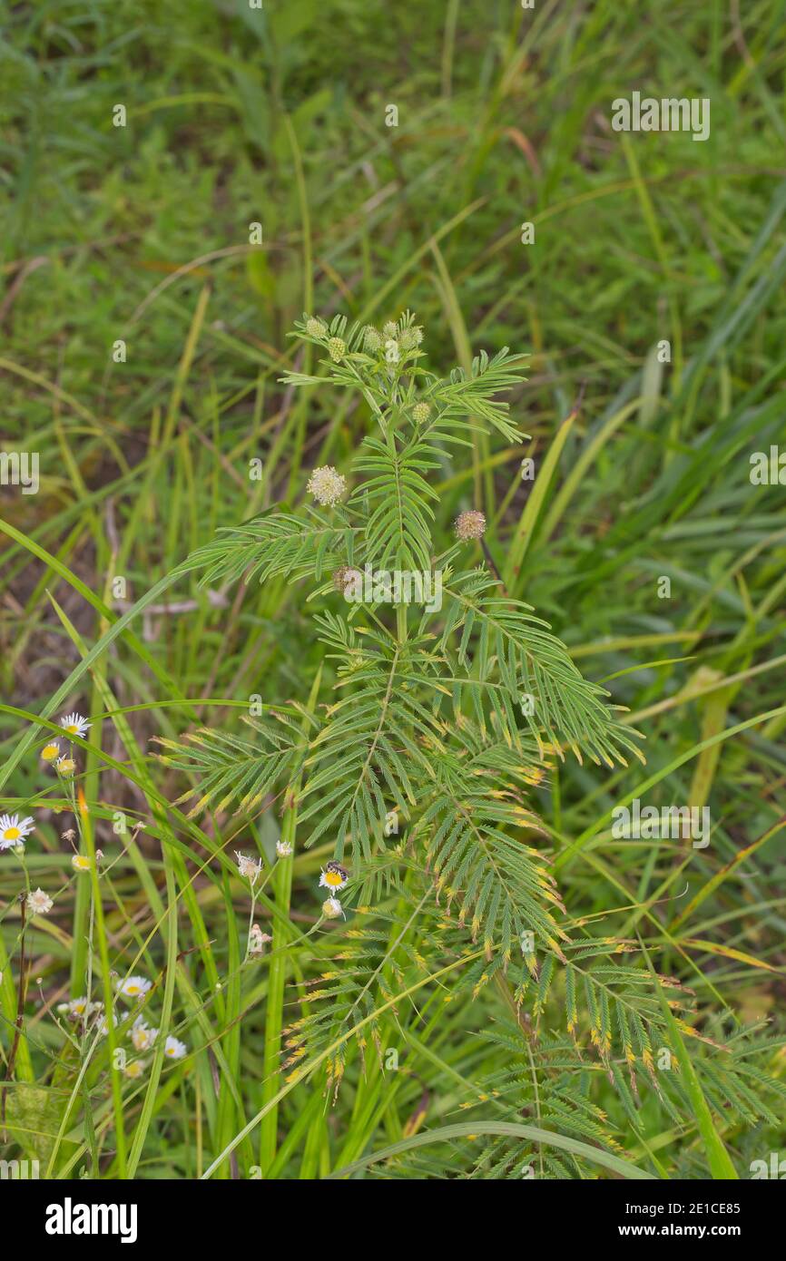 Illinois Native Plant High Resolution Stock Photography and Images - Alamy