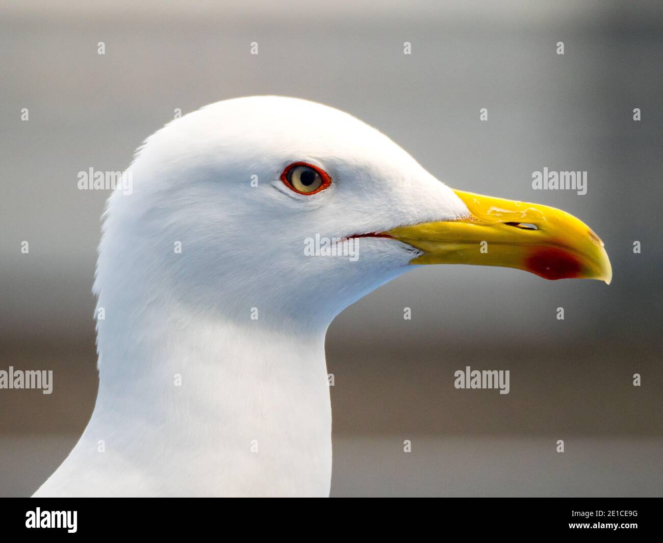 White headed bird hi-res stock photography and images - Alamy