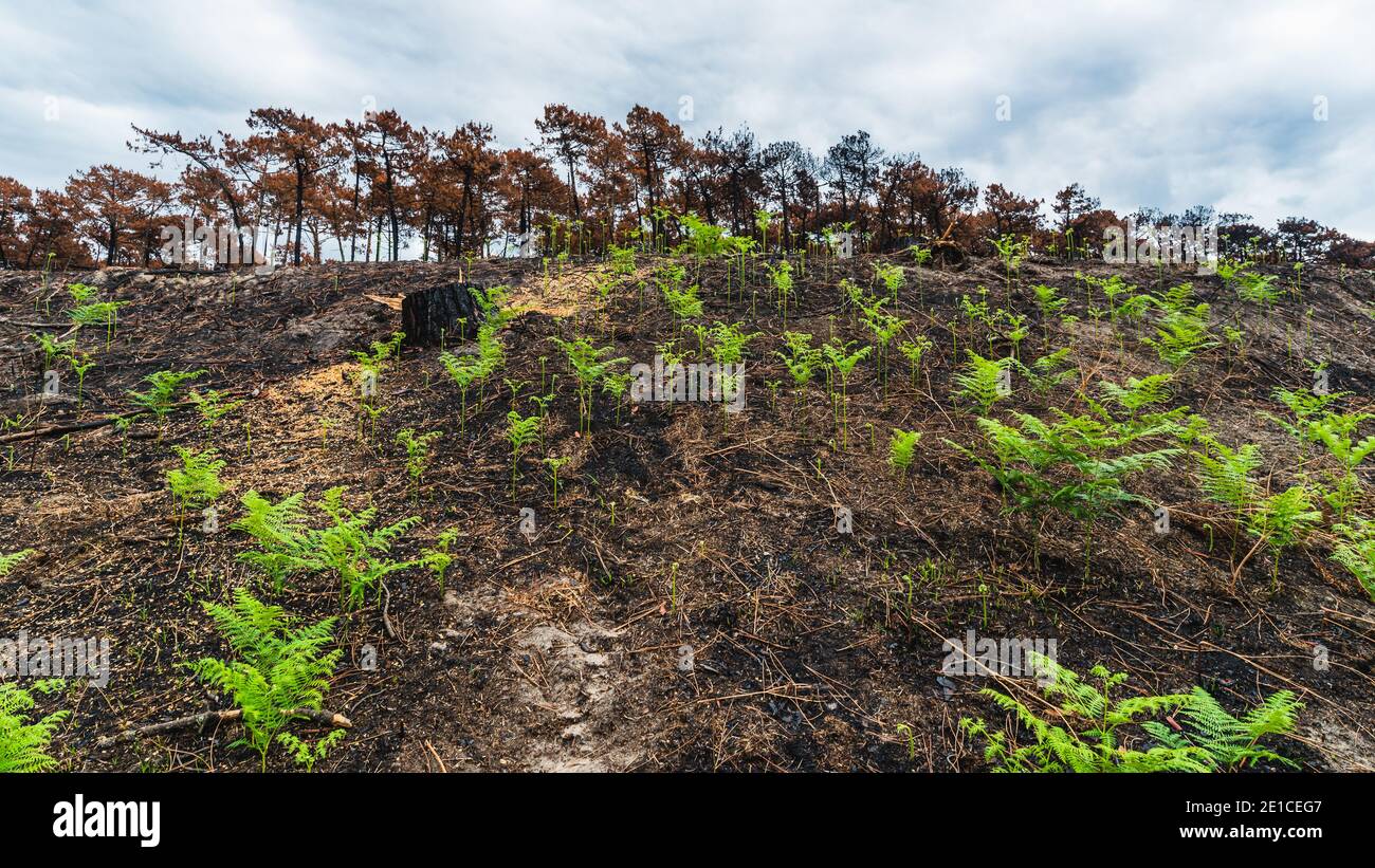 Young ferns grow after forest fire Stock Photo - Alamy
