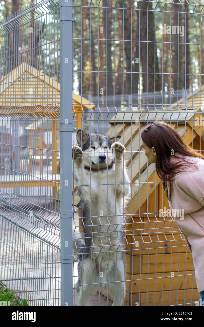 The girl looks at the beautiful and kind Shepherd Alaskan Malamute ...