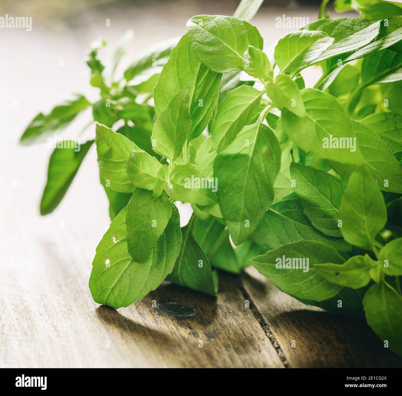 Fresh basil plant leaves on wooden background, closeup view. Ocimum ...