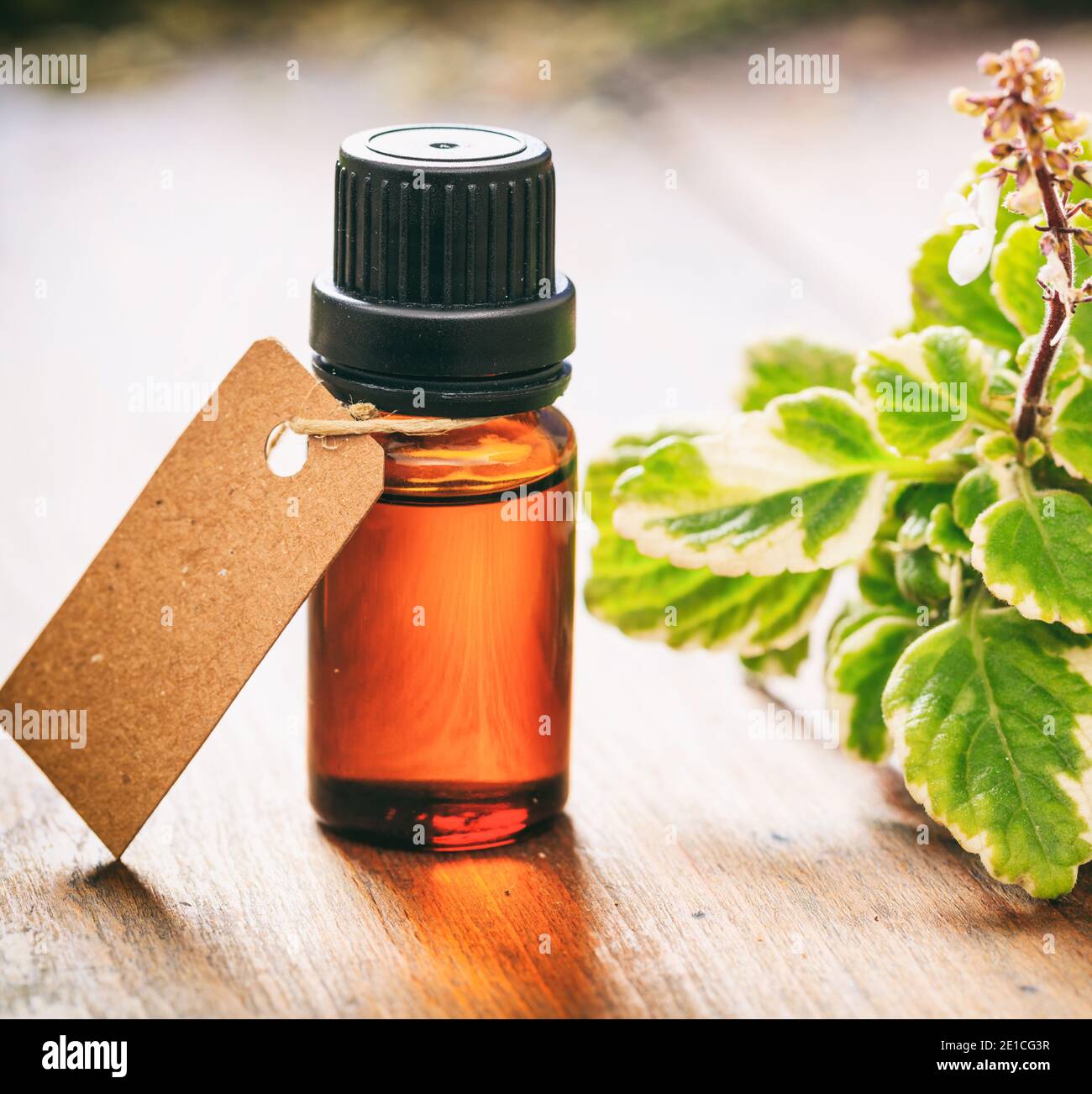 Fresh incense twig and essential oil on wooden background, blank carton ...