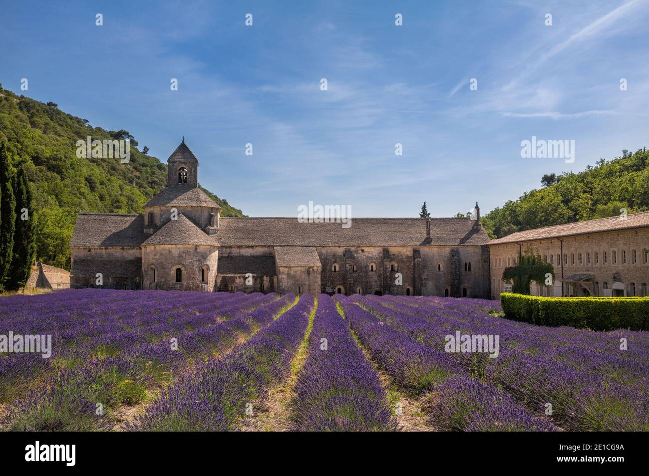 Cistercian Abbey of Senanque and flowering rows of lavender, near ...