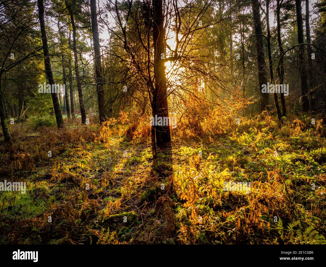 Sunlight streaming through the trees at Dalby Forest, in North ...