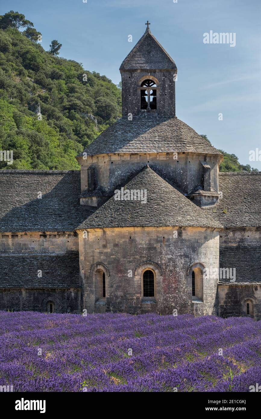 Cistercian Abbey of Senanque and flowering rows of lavender, near ...
