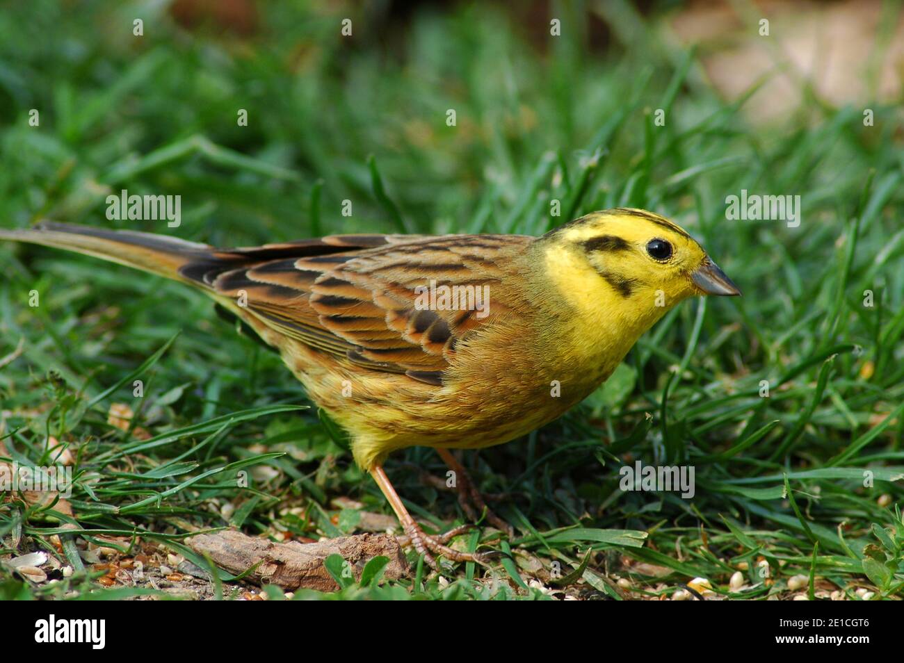 Male Yellowhammer (Emberiza citrinella) standing in grass. West Sussex ...