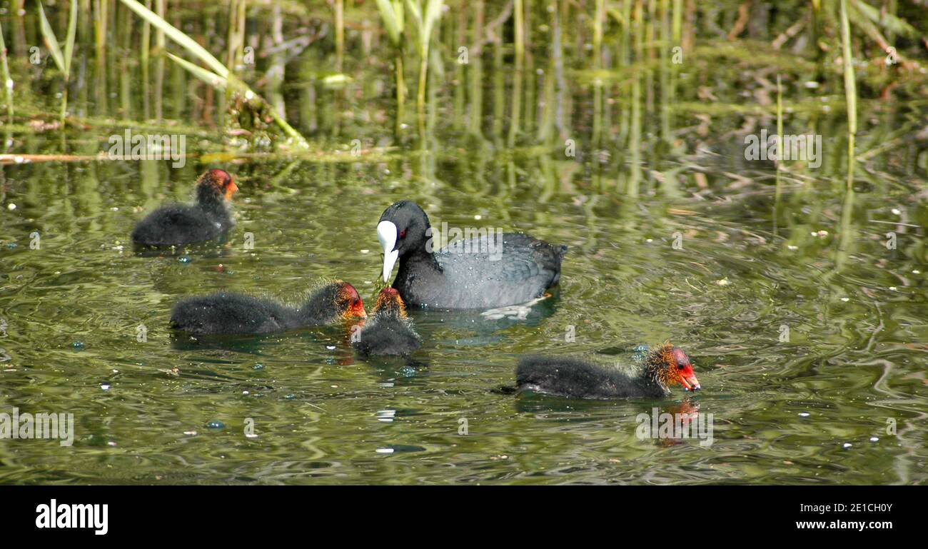 Baby coots hi-res stock photography and images - Alamy