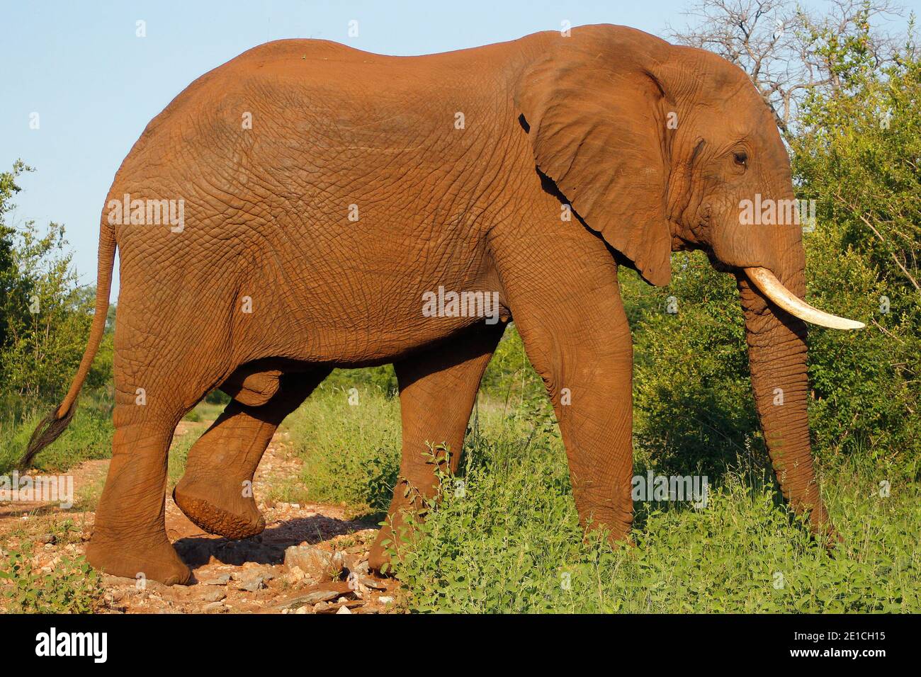 Wild African elephants in the natural African bush Stock Photo - Alamy