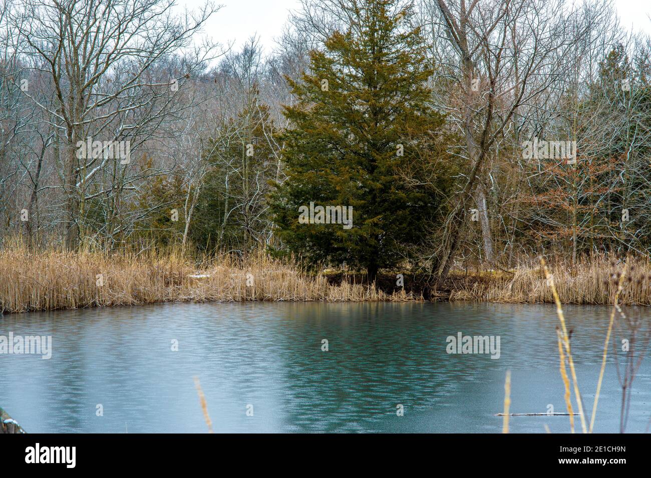 Frozen pond surrounded by cattails and evergreen trees at Charleston ...