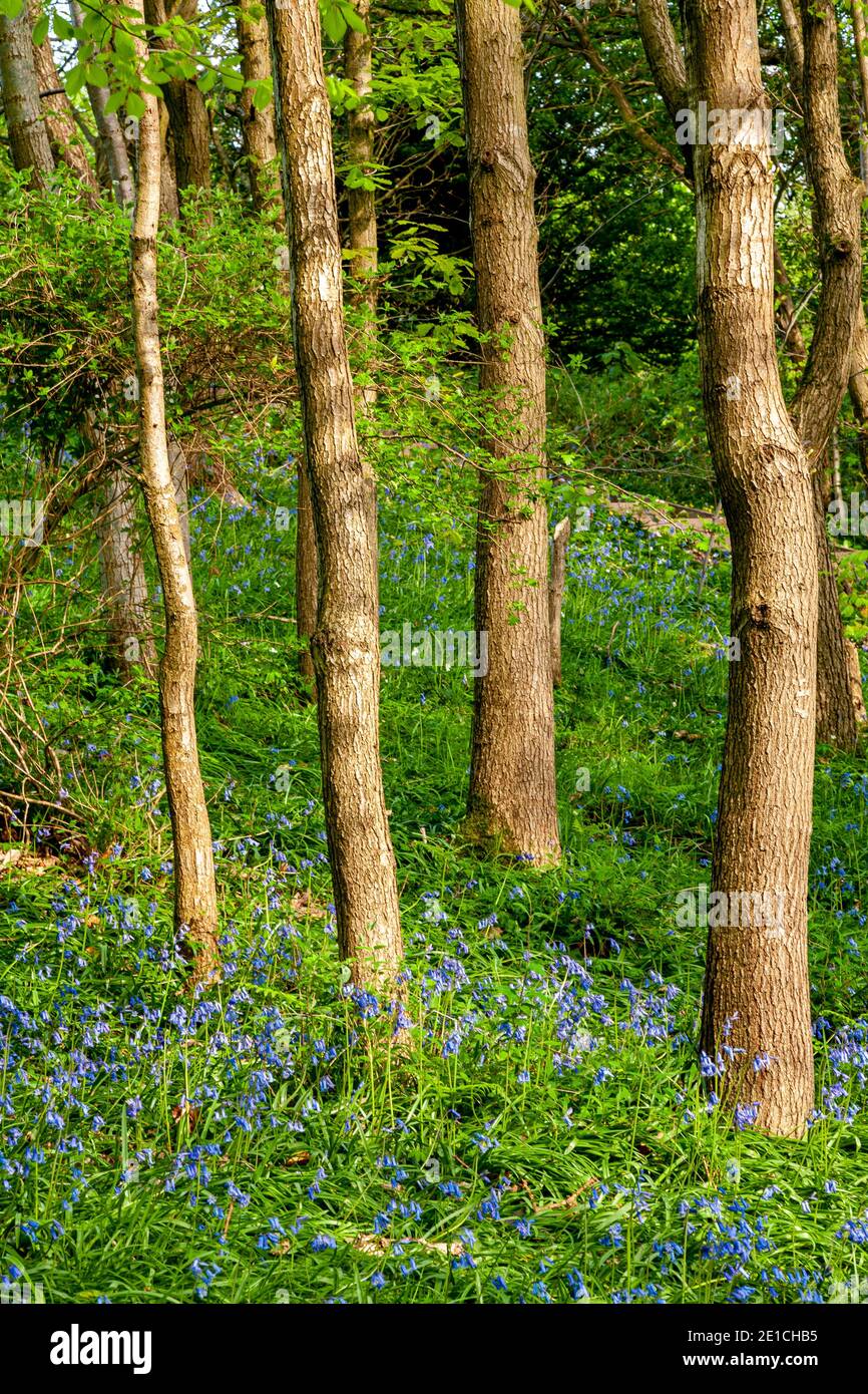Bluebells and trees in spring Stock Photo - Alamy