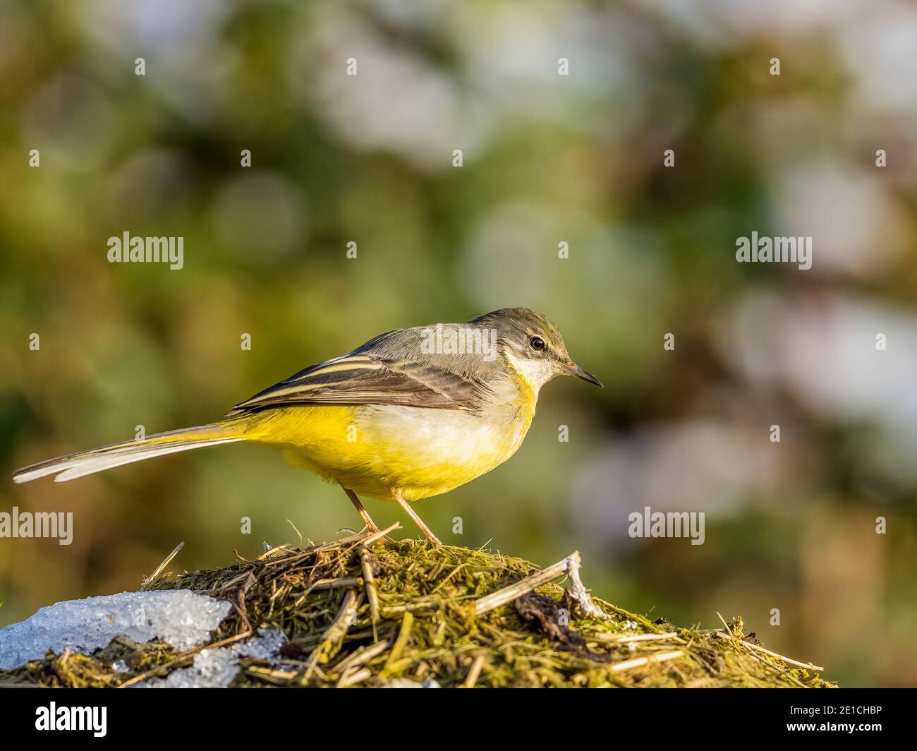 Grey wagtail winter hi-res stock photography and images - Alamy