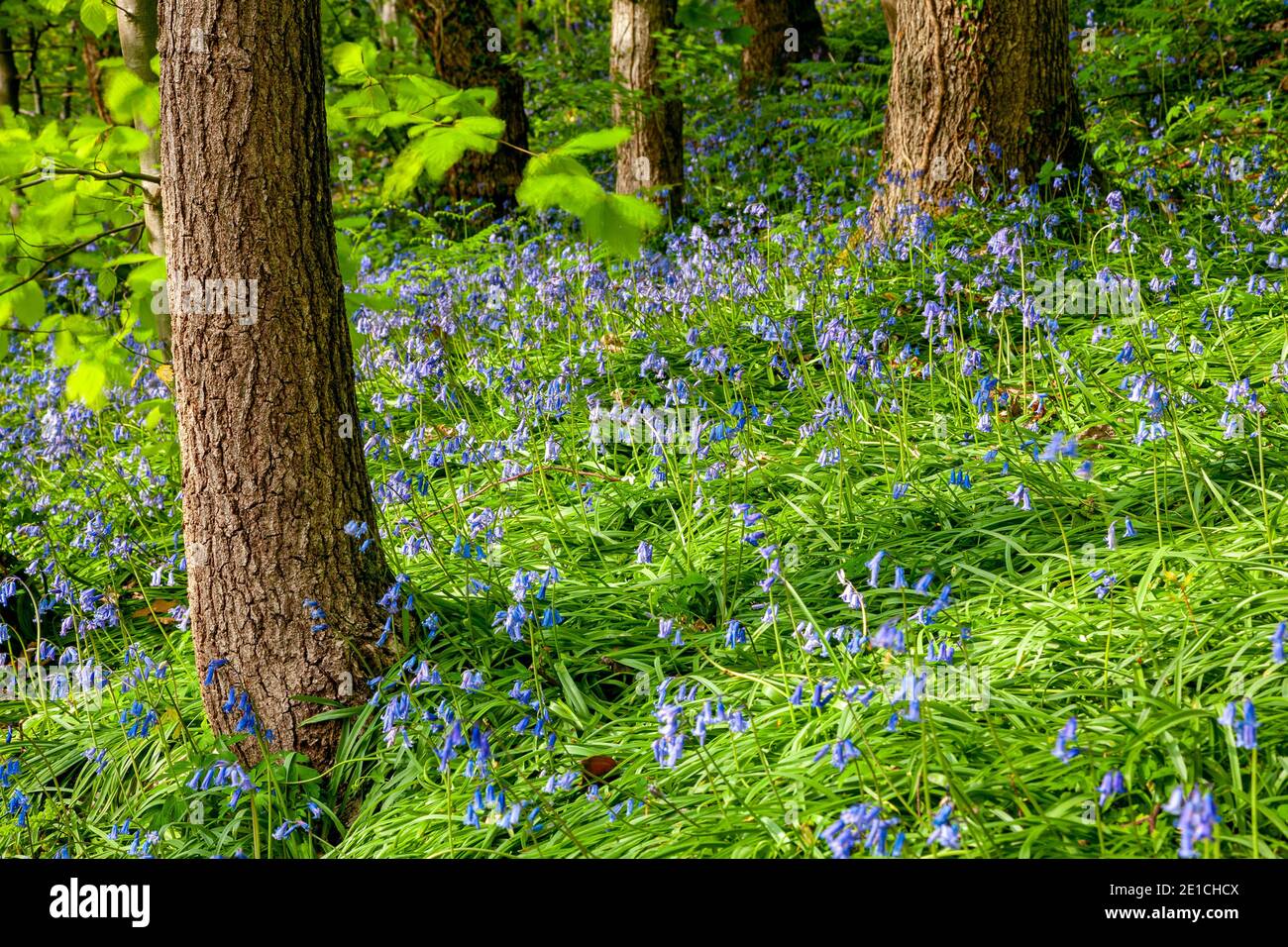 Bluebells and trees in spring Stock Photo - Alamy