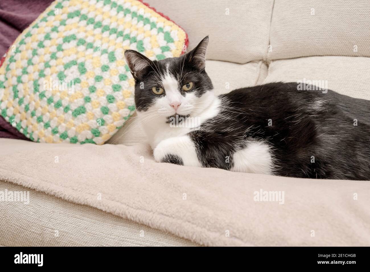 Cat relax on the sofa Stock Photo - Alamy