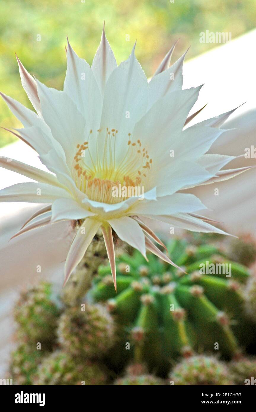 Flower of Desert Cactus Echinopsis showing reproducing plant below ...