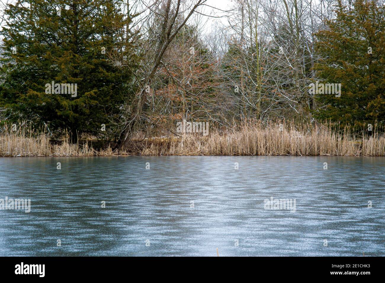 Frozen pond surrounded by cattails and evergreen trees at Charleston ...
